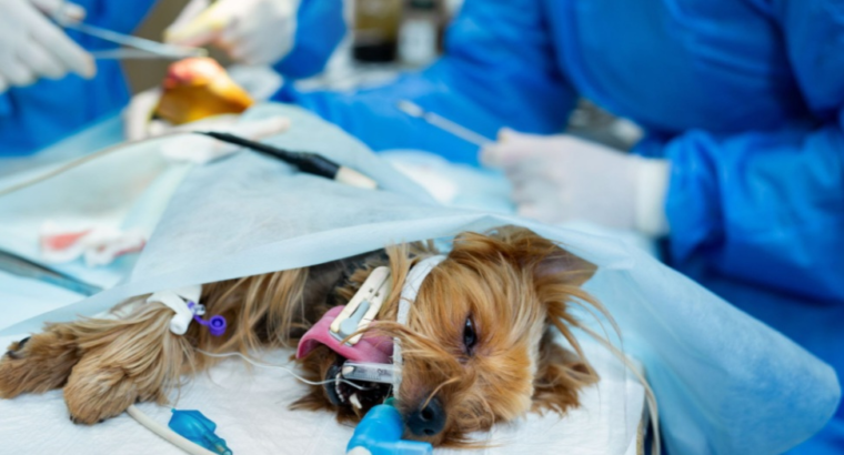 Surgery and Anesthesia - stmarkvethawkesbury