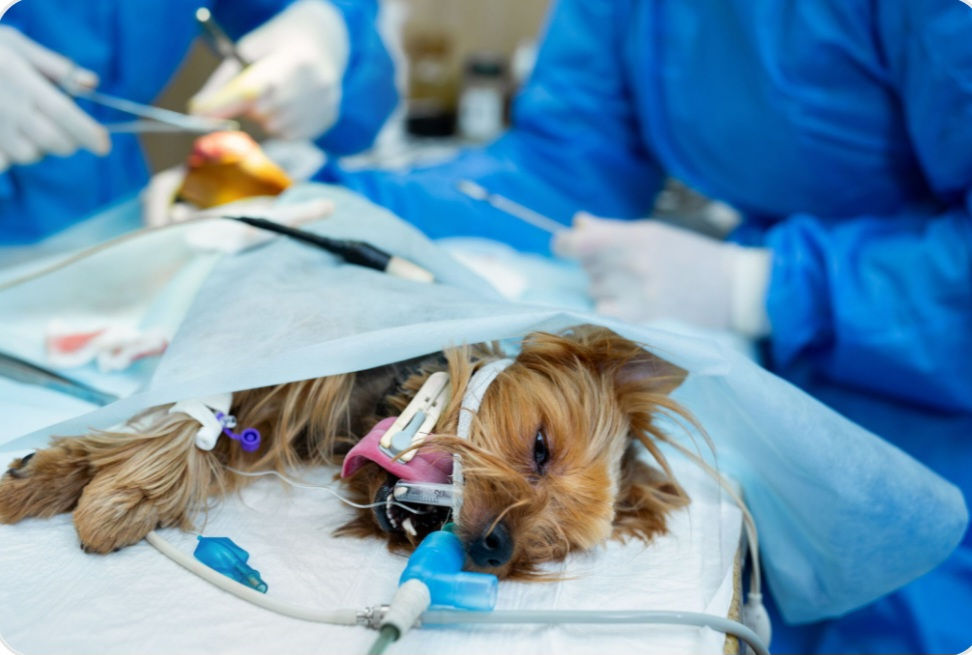 Surgery and Anesthesia - St. Mark Hawkesbury Animal Hospital